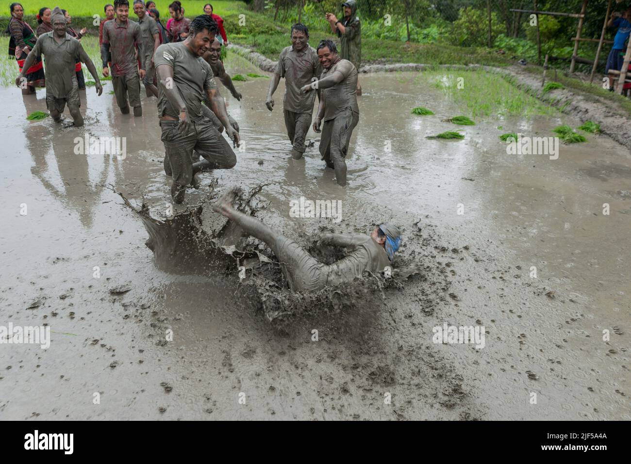 People play in mud water in a paddy field during the National paddy day ...