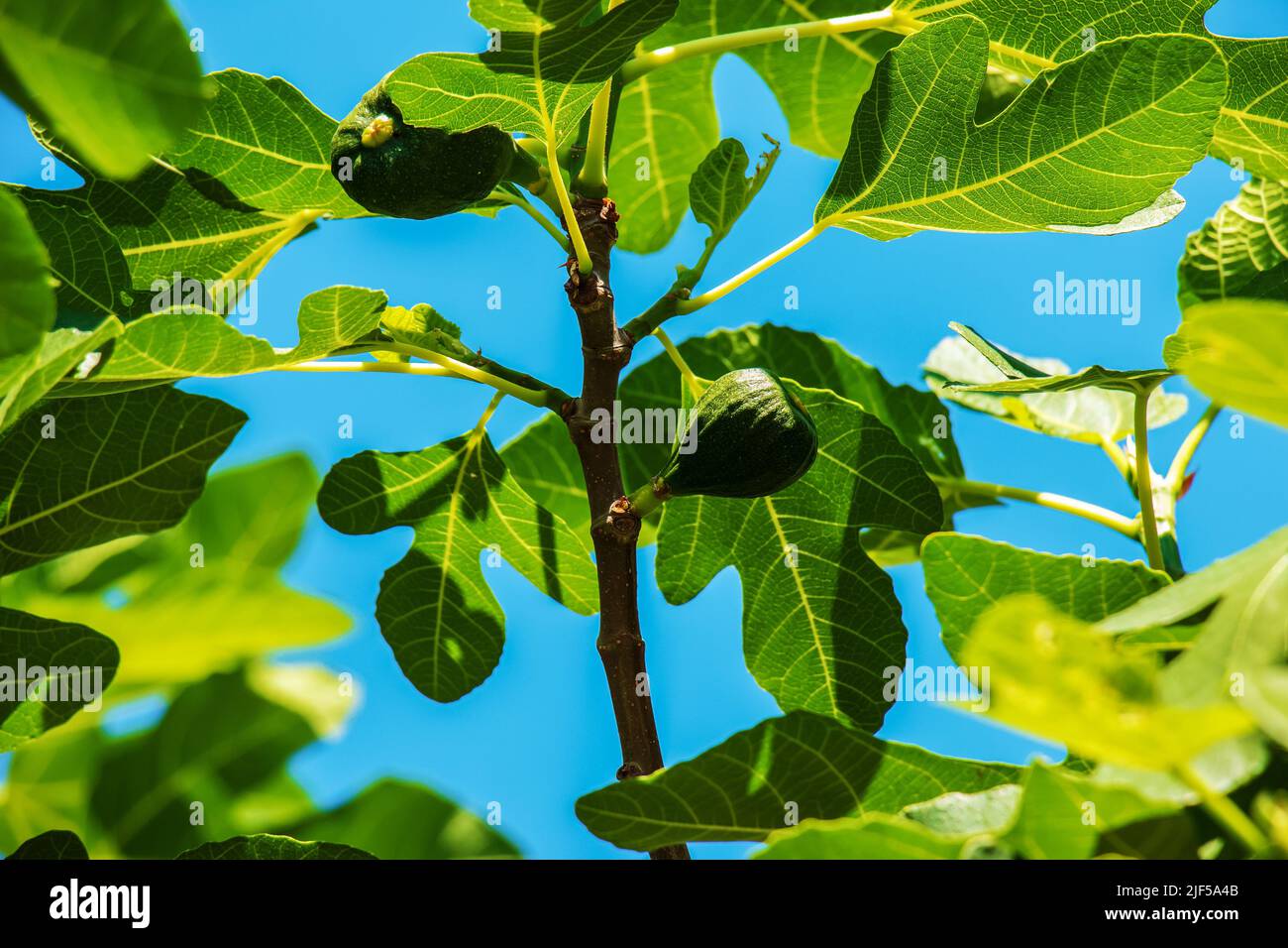 Green unripe figs fruits on the branch of a fig tree or sycamine with ...