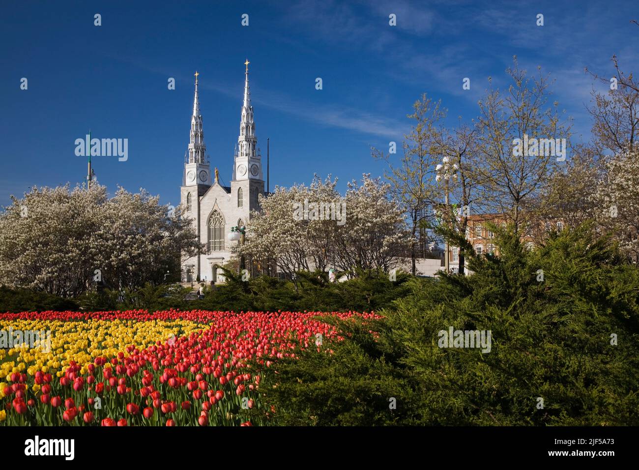 View of Notre-Dame Basilica through Major's Hill Park in spring, Ottawa ...