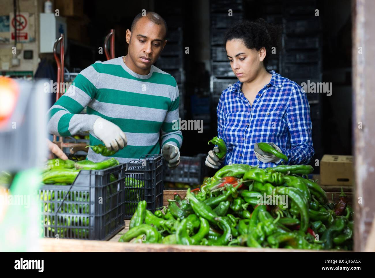 Workers sorting bell peppers in the backyard of farm Stock Photo - Alamy