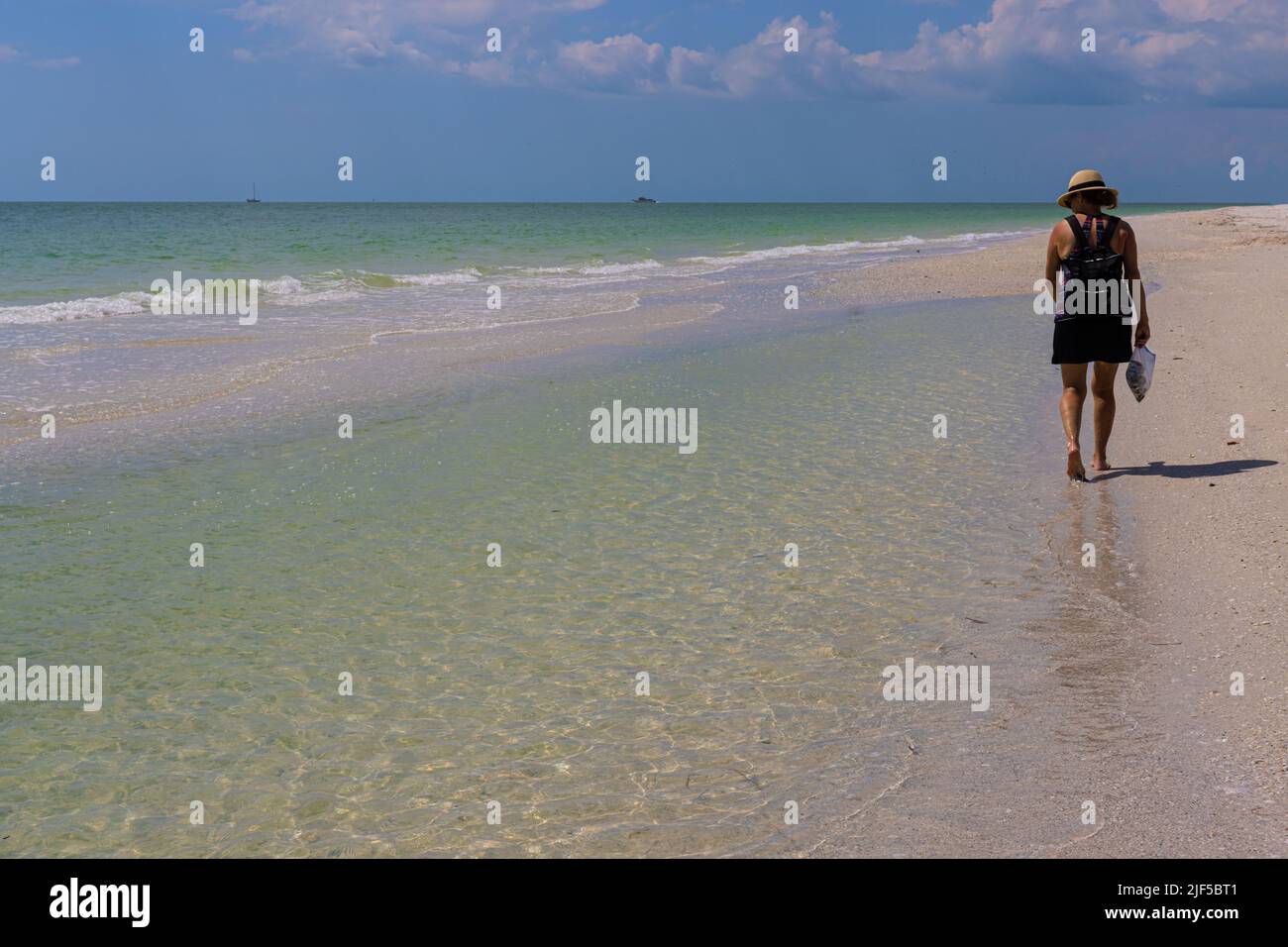 Woman Gathering Seashells on Sand Dollar Spit, Marco Island, Florida ...
