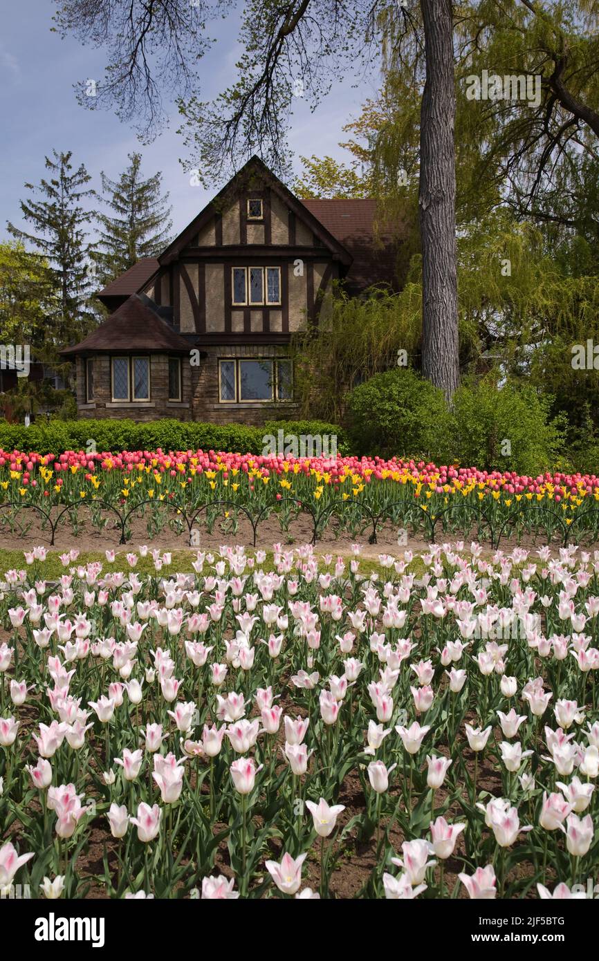 Tulipa - Tulip flower bed and old half-timbered home along Queen ...