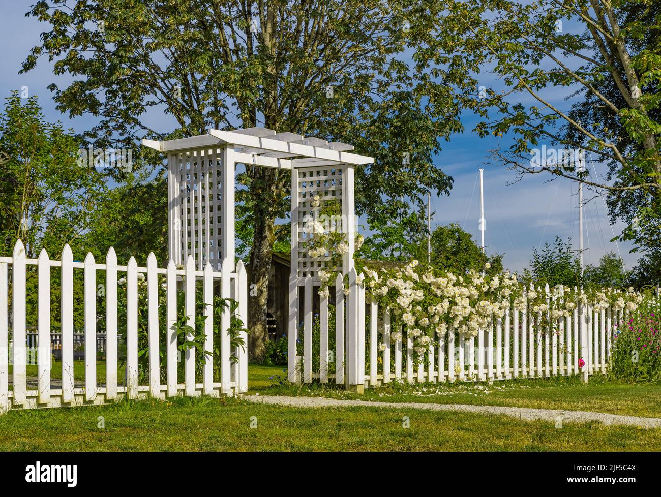 Garden gate with White Picket Fence and white roses. Romantic photo for ...
