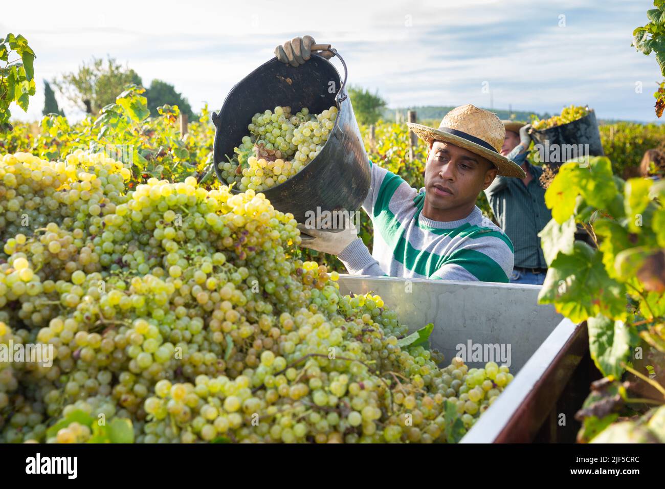 Hispanic man owner of vineyard pouring crop of grapes in truck Stock ...