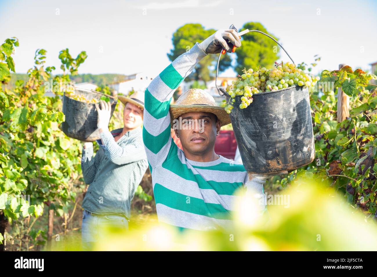 Hispanic man owner of vineyard pouring crop of grapes in truck Stock ...