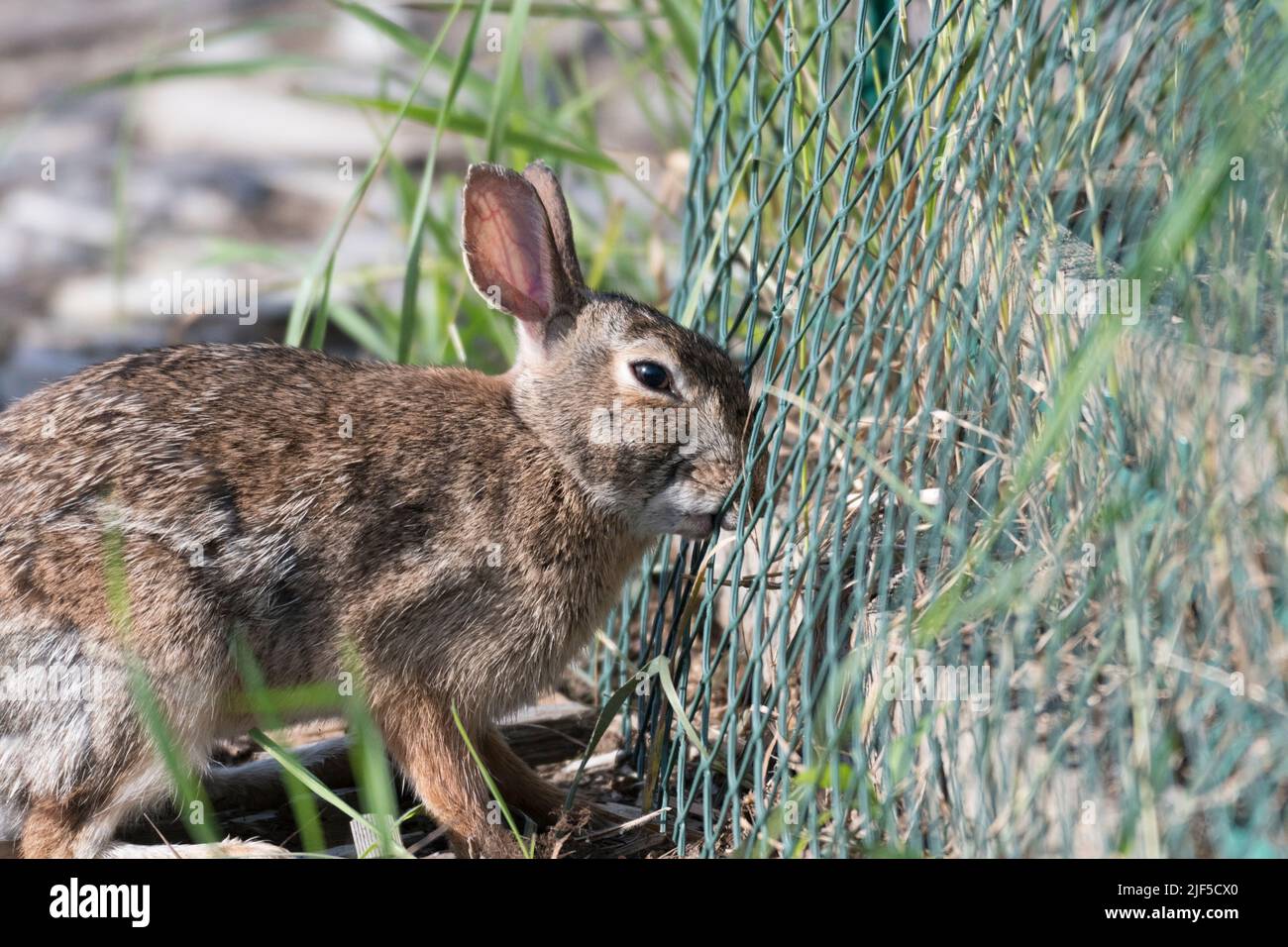 A rabbit tries to bite its way into a garden plot in a community garden ...