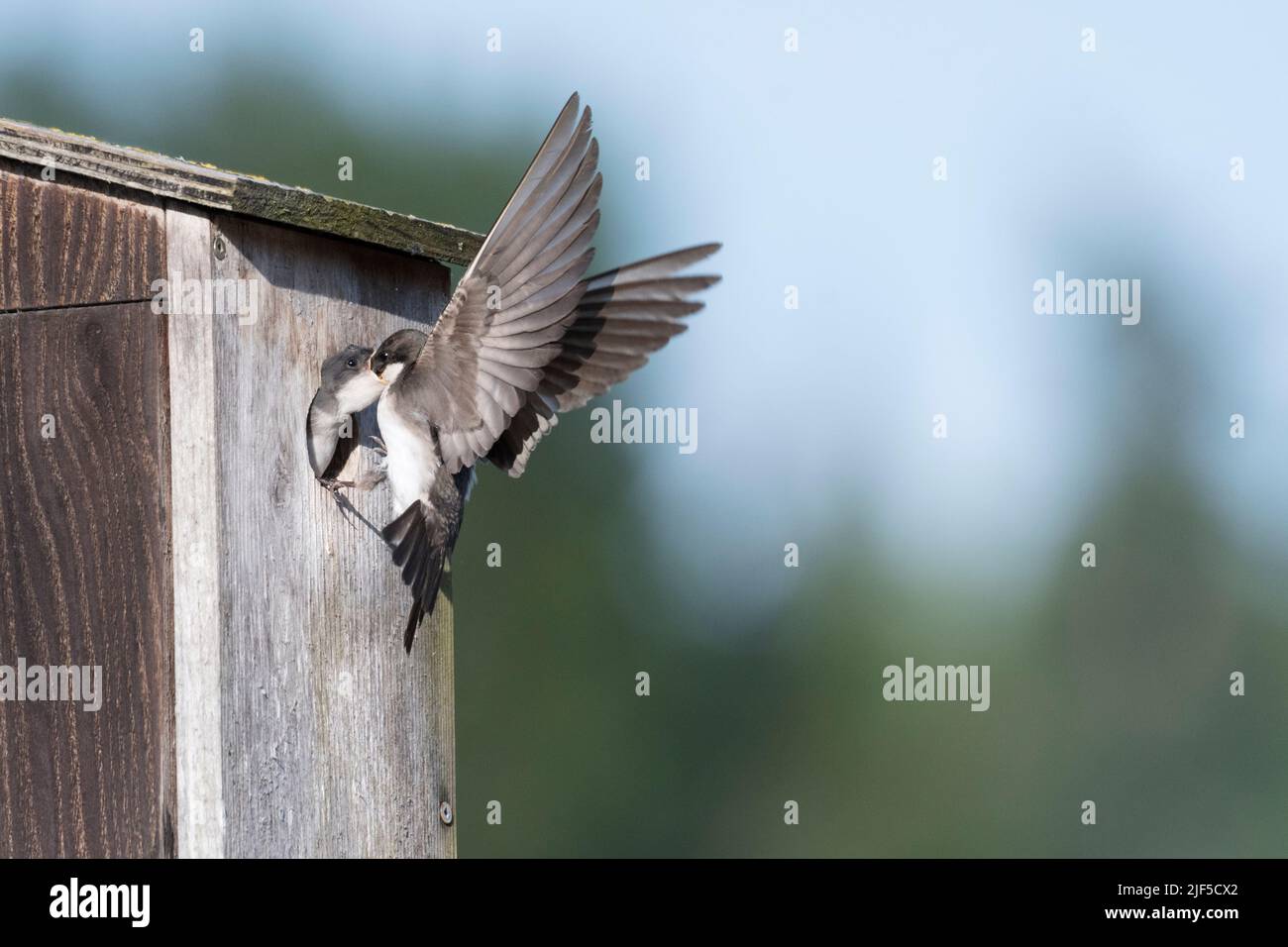 A Tree Swallows feeds her hungry nestling in a park in Washington state ...