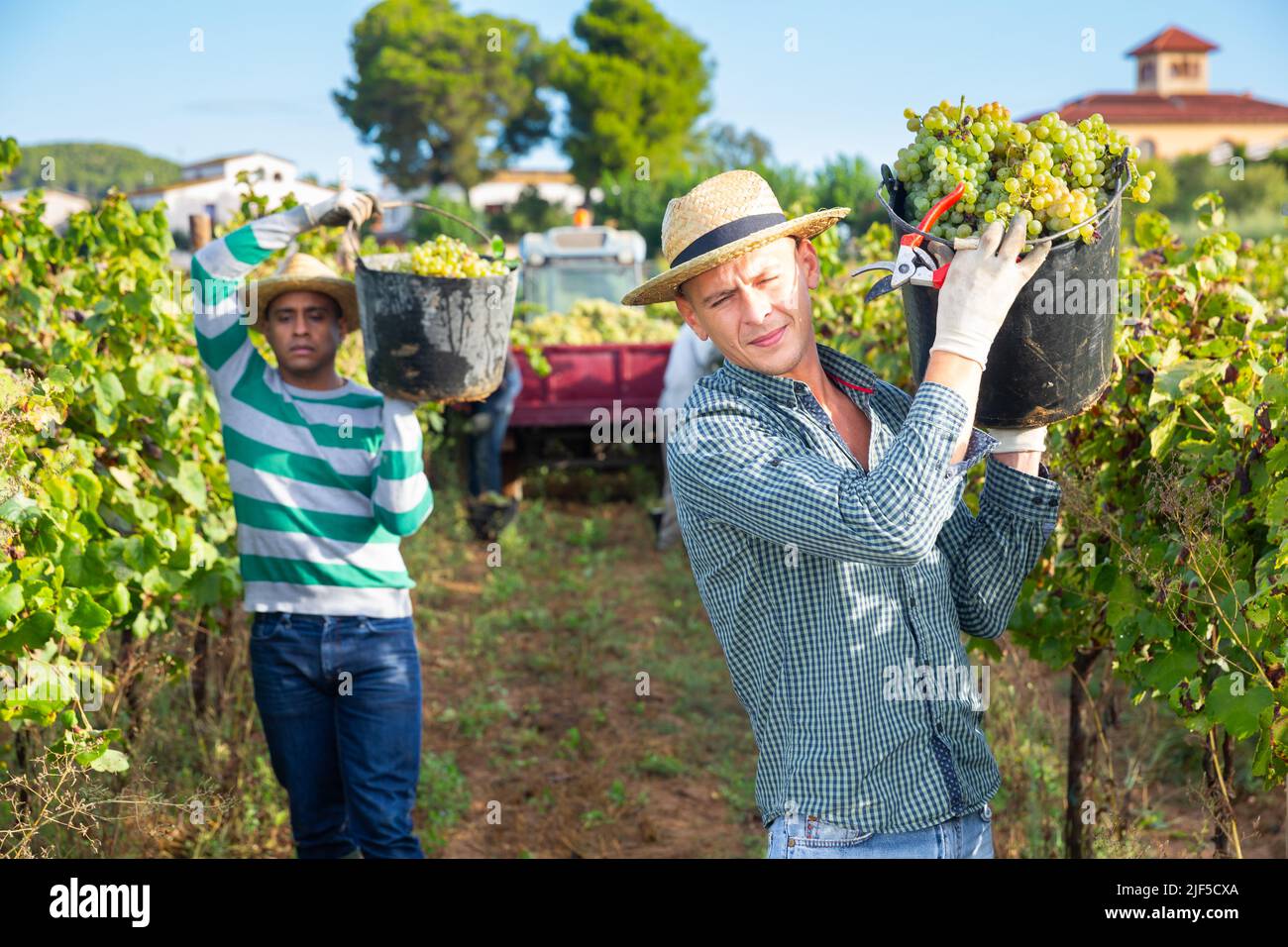 Vineyard owner carrying bucket hi-res stock photography and images - Alamy