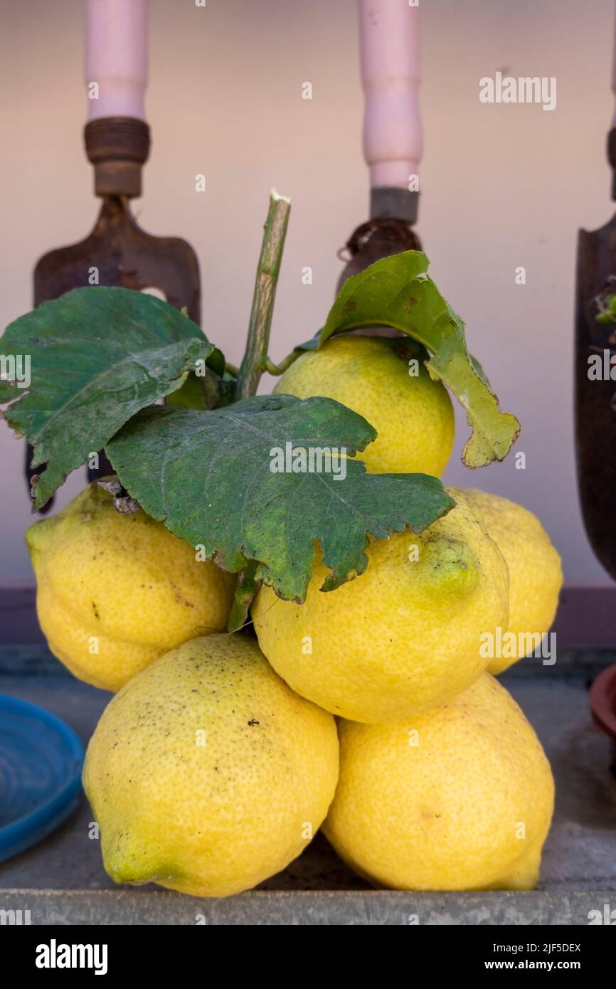 Bunch of organically grown lemons hanging from a branch next to garden ...