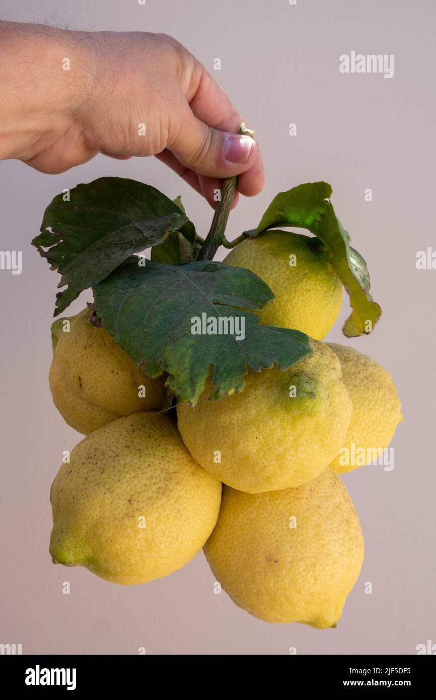 Human hand holding a bunch of lemons hi-res stock photography and ...