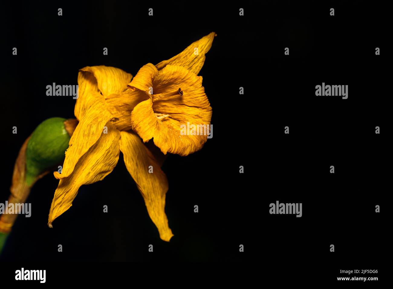 A dried yellow daffodil isolated on a black background Stock Photo - Alamy