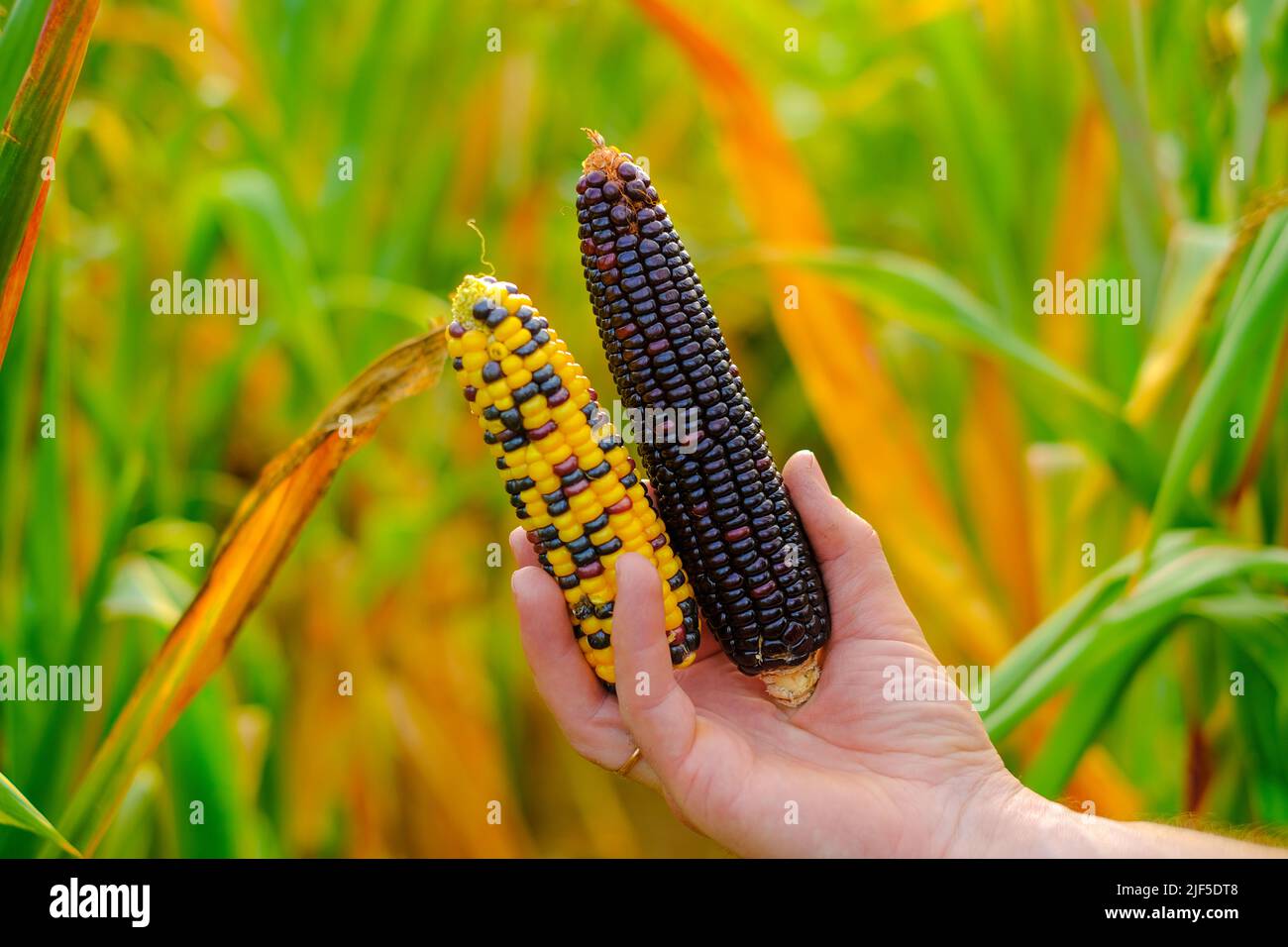 Cob of multicolored corn in hands on corn field background.Corn cobs of ...