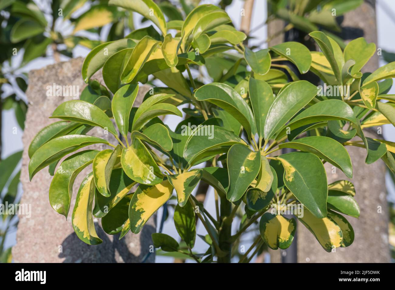 umbrella tree leaves growing close up with sunlight outdoors Stock ...