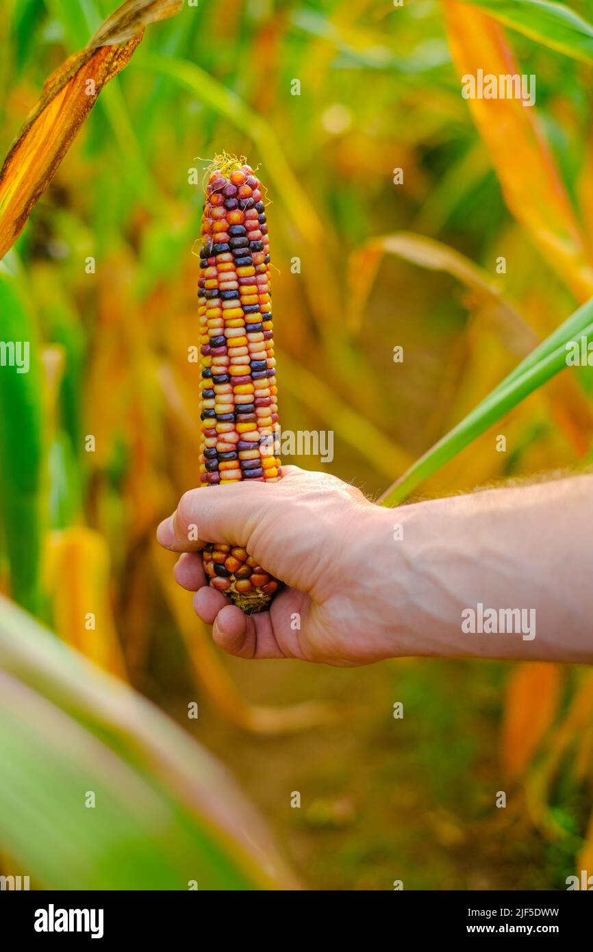 Corn harvest season.Corn cobs of different colors.Food and food ...