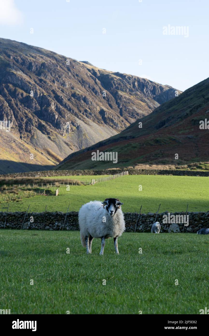 A vertical shot of a sheep grazing on a rural mountain field Stock ...