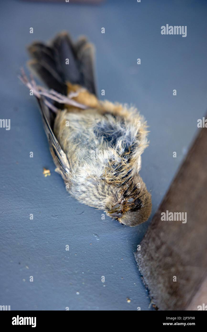 Cat killed a bird in the front yard Stock Photo - Alamy