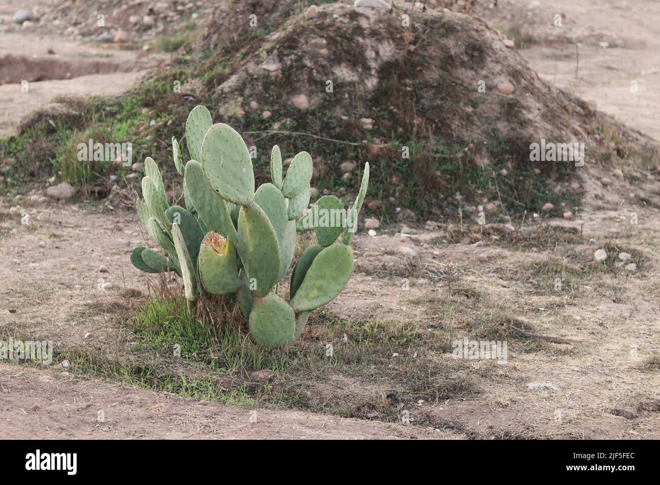 Cactus in chile field Stock Photo - Alamy