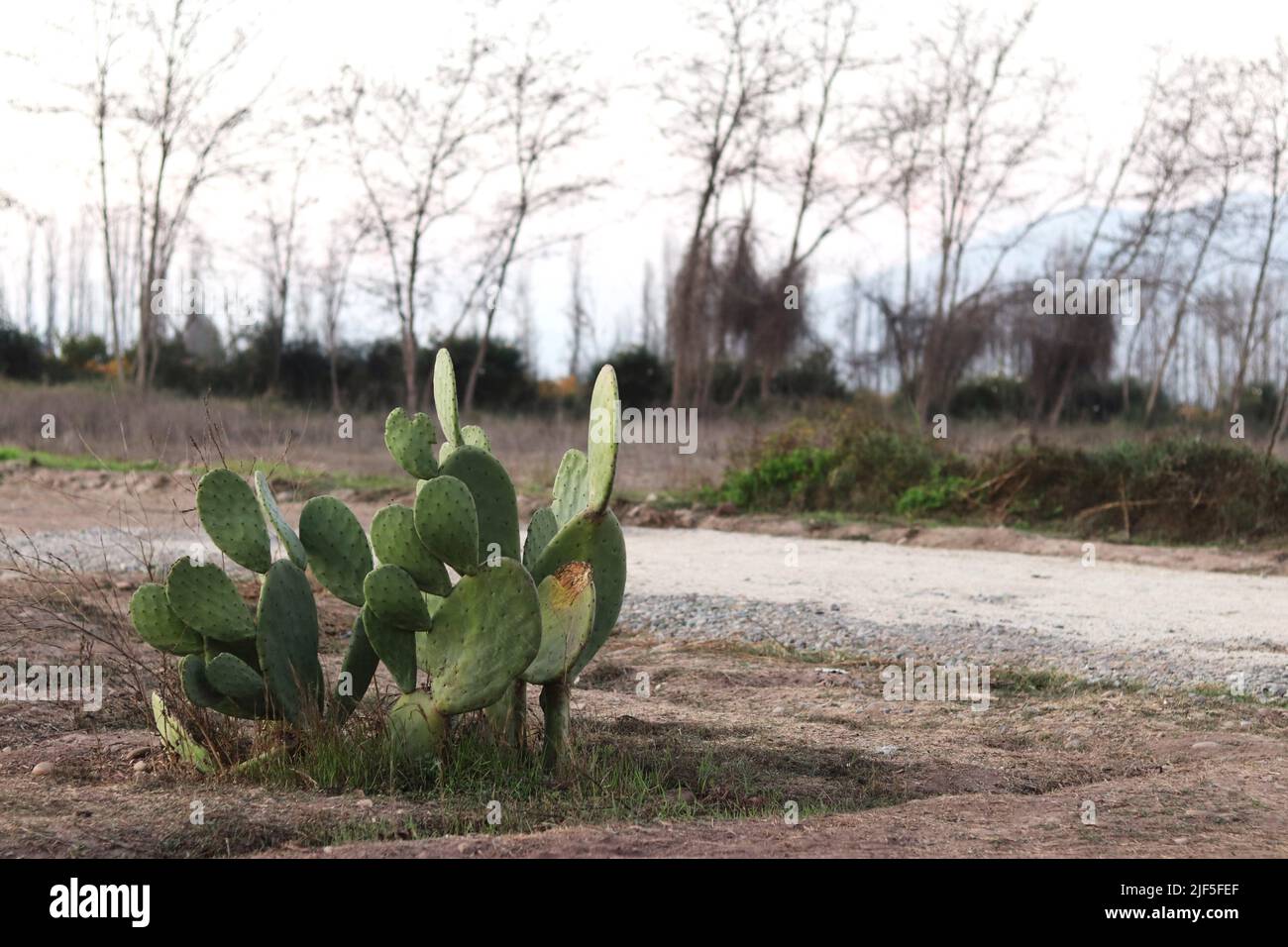 Cactus in chile field Stock Photo - Alamy