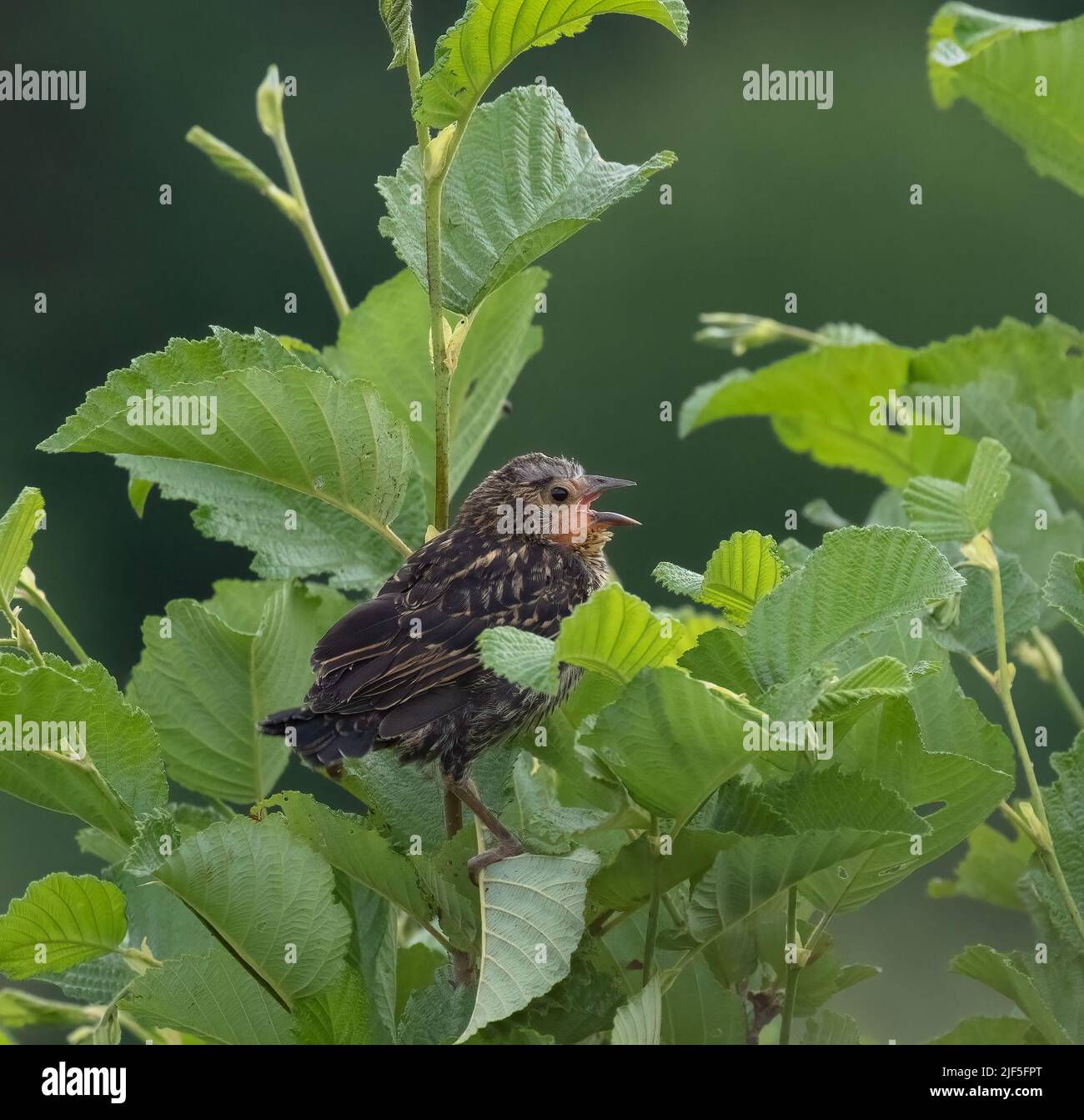 A fledgling red-winged blackbird in foliage Stock Photo - Alamy