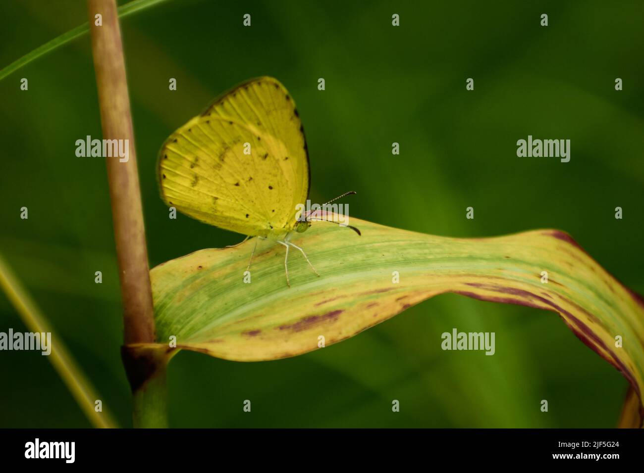 Eurema hi-res stock photography and images - Alamy