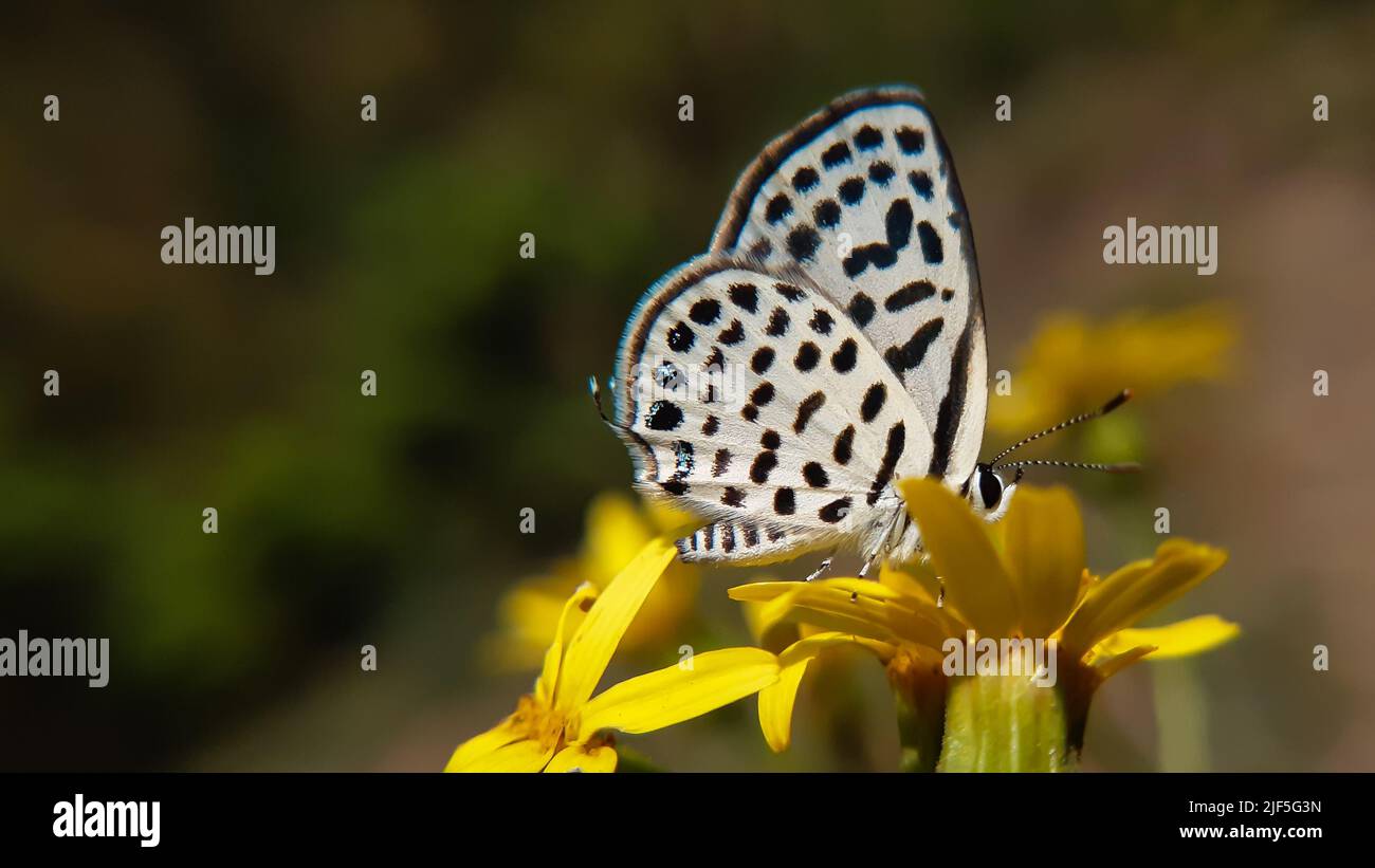 Himalayan butterfly hi-res stock photography and images - Alamy
