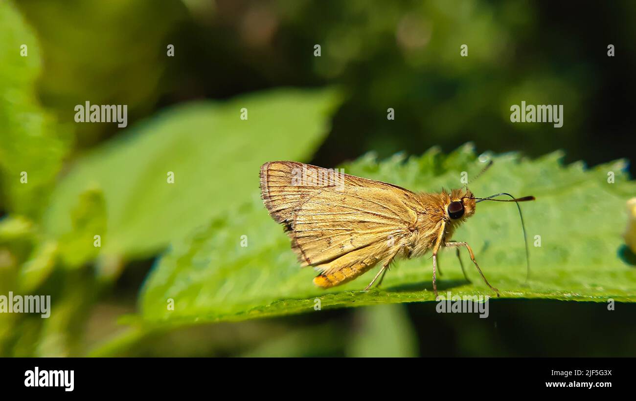 Beautiful yellow butterfly sitting on green leaf Potanthus omaha ...