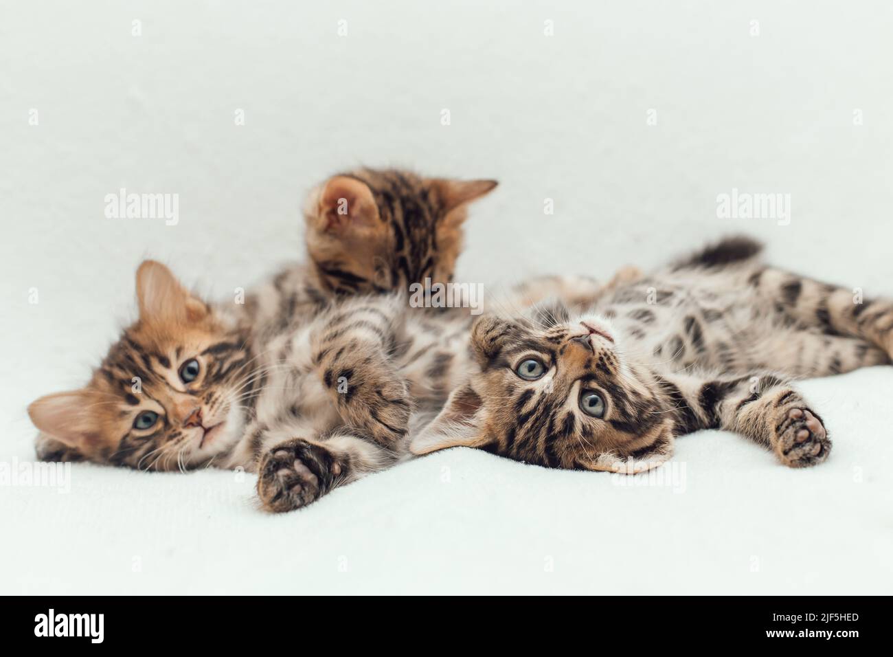 Three cute one month old kittens on a furry white blanket Stock Photo ...