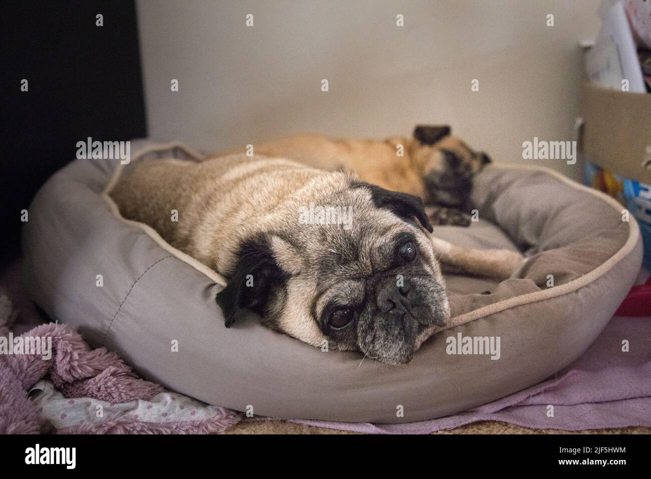 Two pug dogs lying in a bed at home Stock Photo - Alamy
