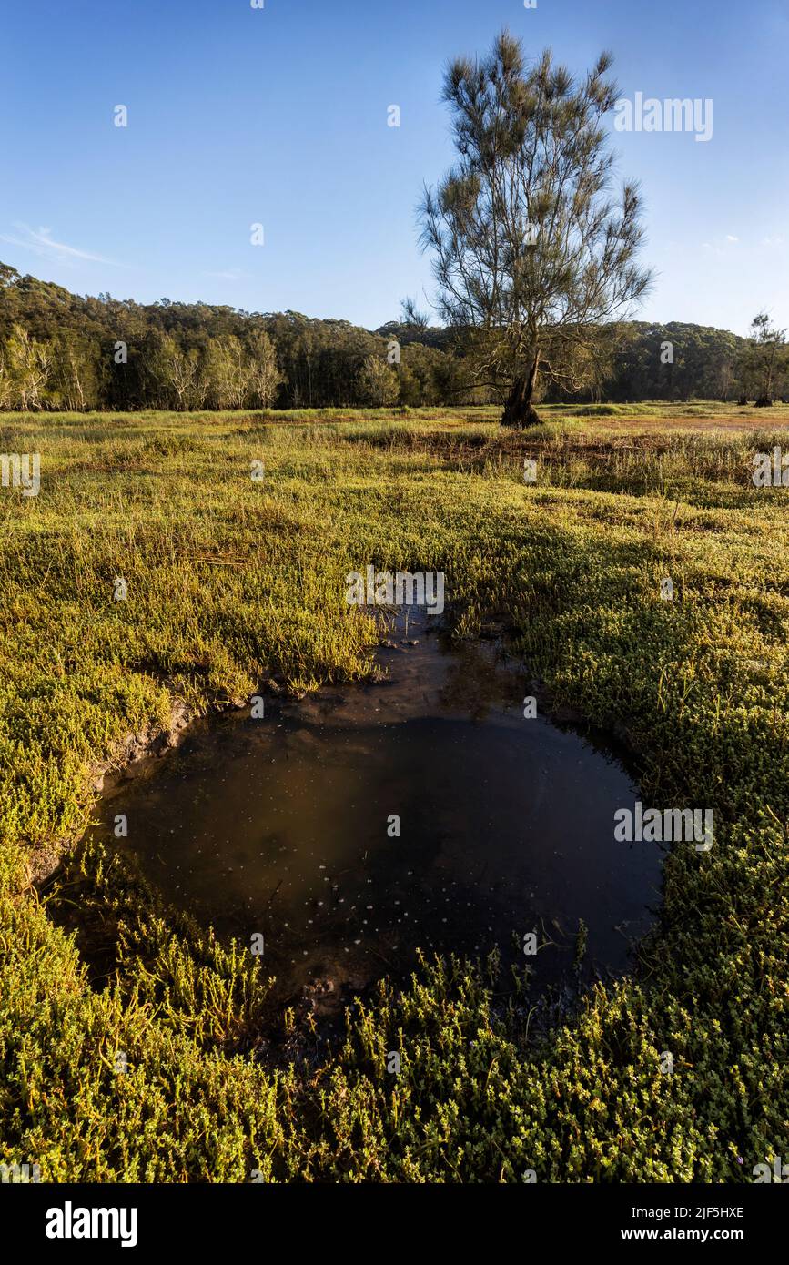 pond and tree in a lagoon at avoca on central coast of nsw Stock Photo ...