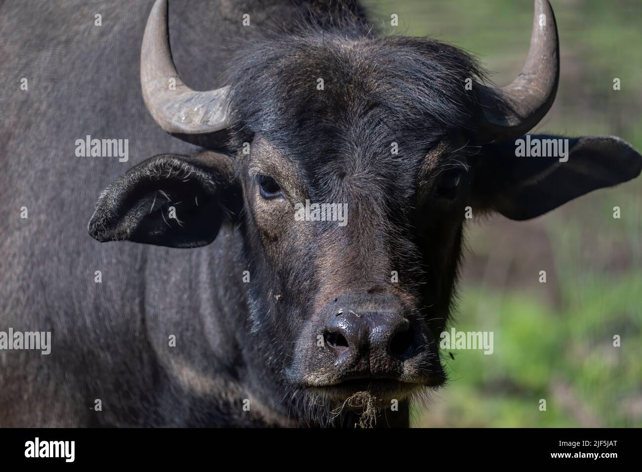 The water buffalo (Bubalus bubalis), also called the domestic water ...