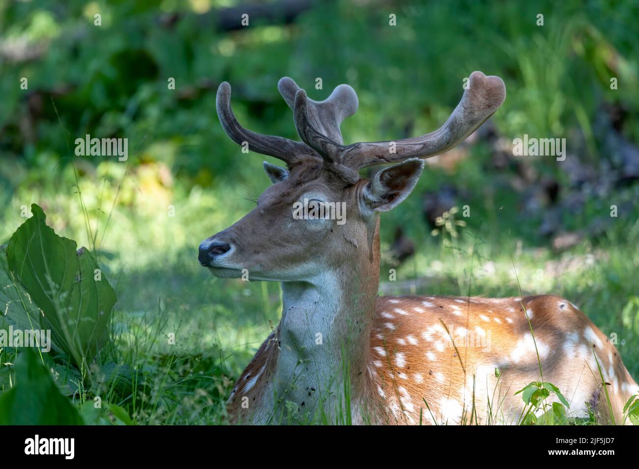 The fallow deer (Dama dama) . Male fallow deer with growing antlers in ...