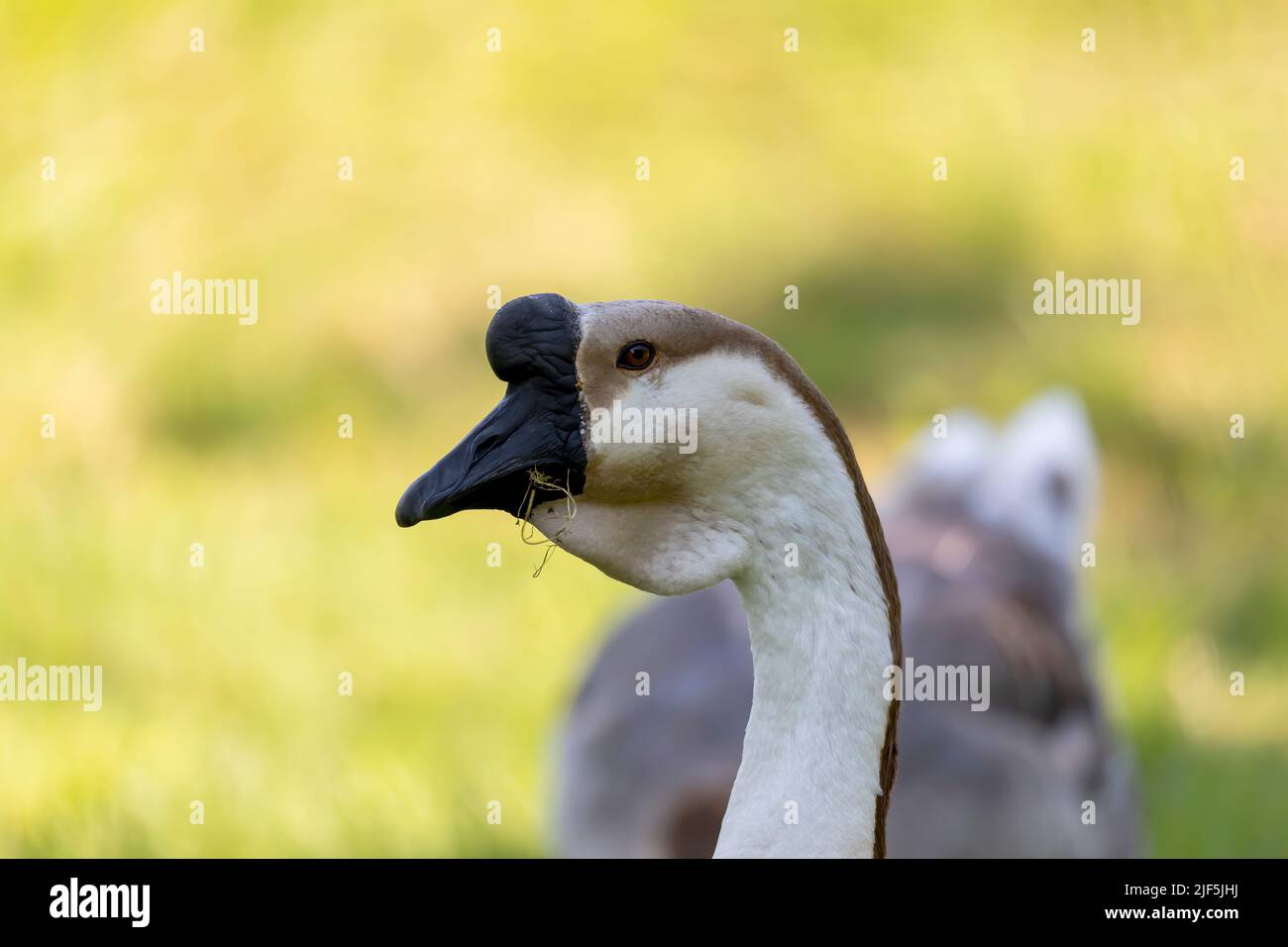African domestic goose. The African goose is a breed of domestic goose ...