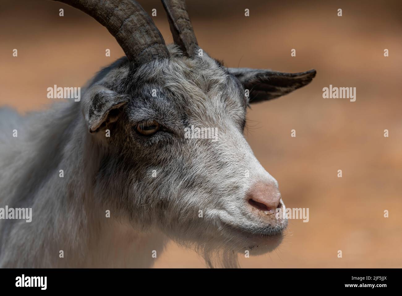 The American and African Pygmy goat is an American breed of ...