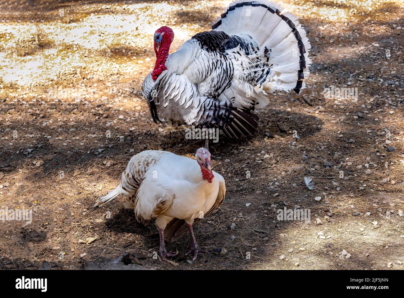 The domestic turkey (Meleagris gallopavo domesticus). Male domestic ...