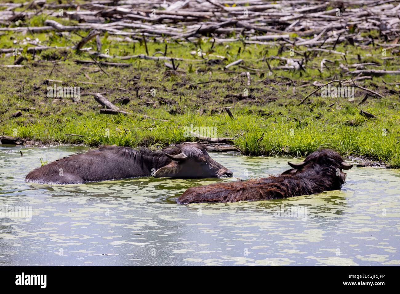 The water buffalo (Bubalus bubalis), also called the domestic water ...