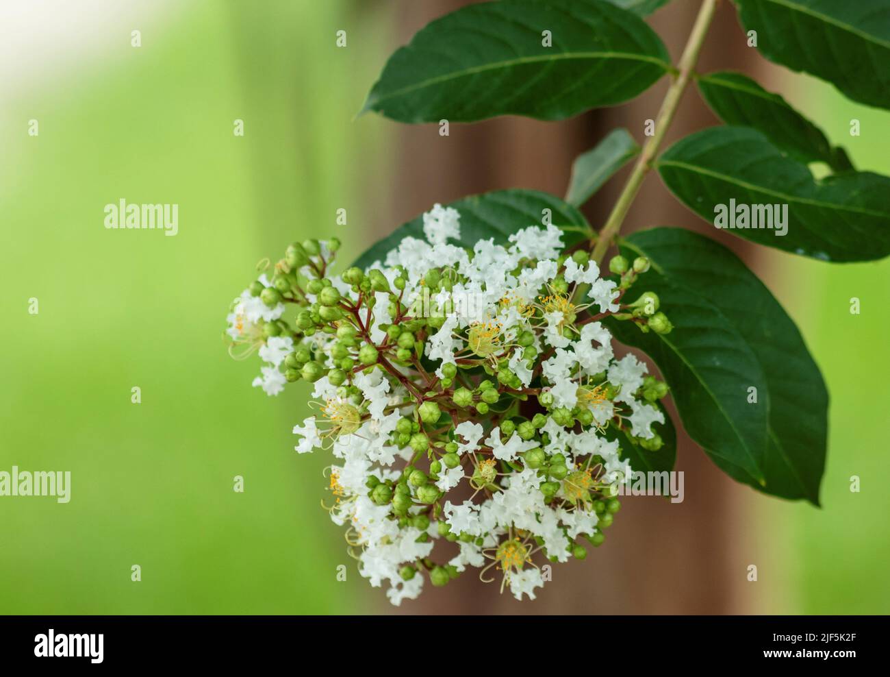 Chinese tree lilac hi-res stock photography and images - Alamy