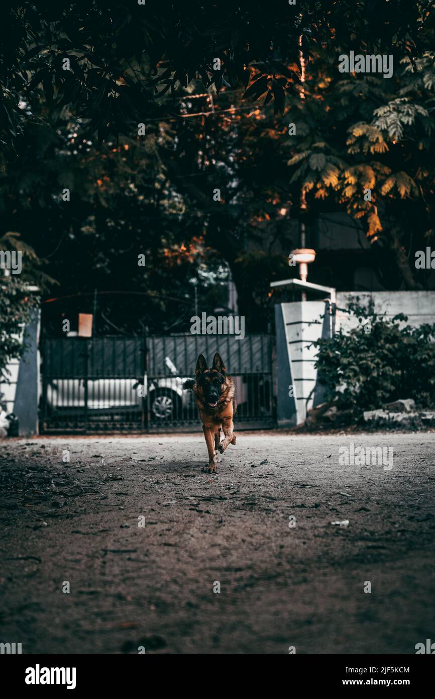 A vertical shot of a German shepherd dog running forward at night time ...