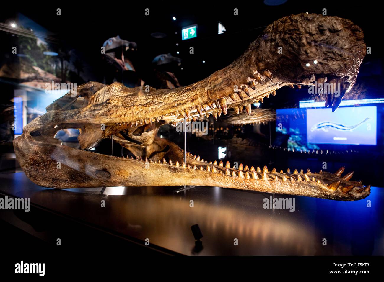 Wilhelmshaven, Germany. 22nd June, 2022. The reconstructed skull of a ...