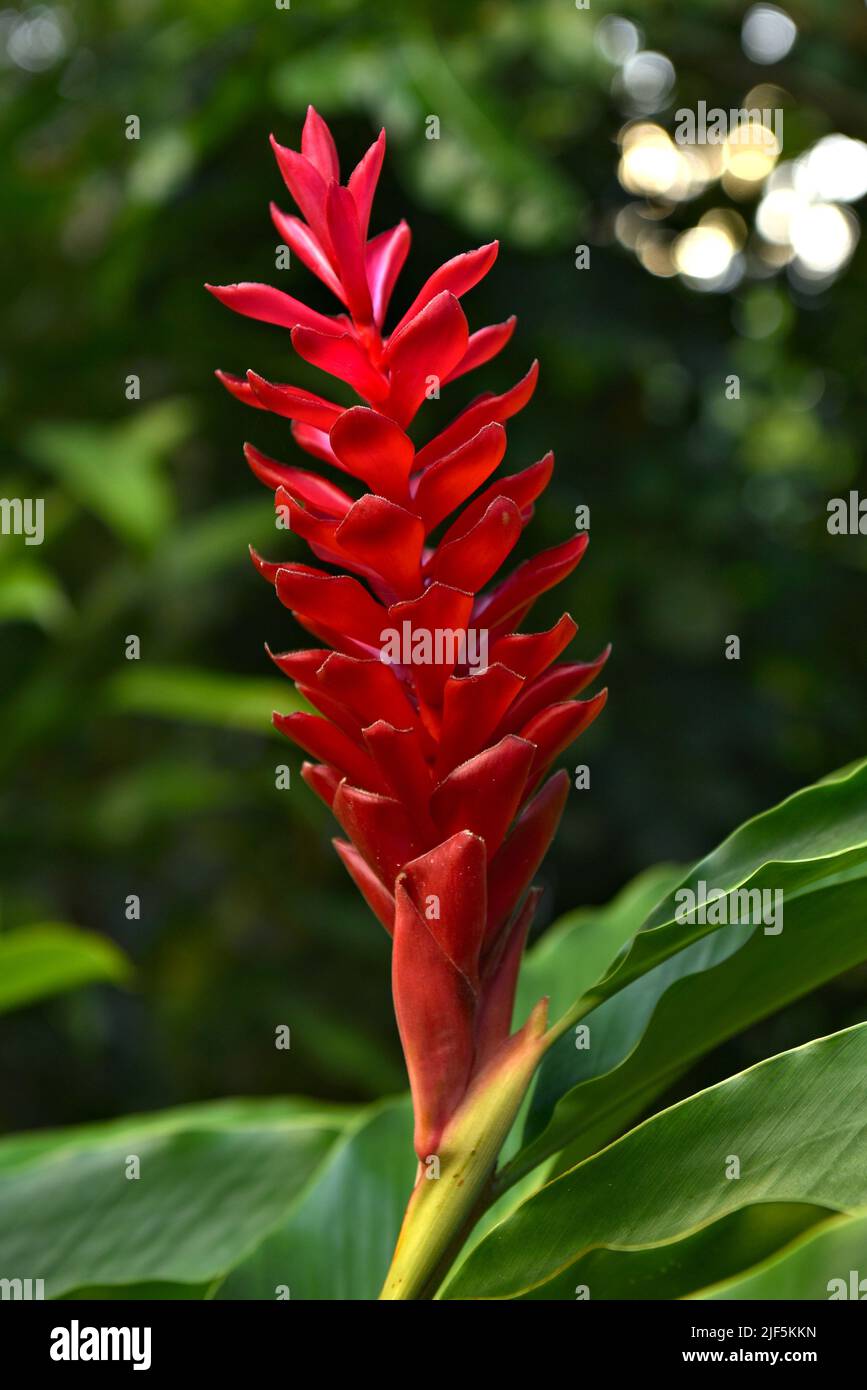 Alpinia purpurata red flower in a garden Stock Photo - Alamy