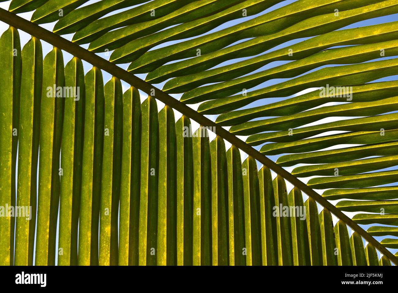 Coconut tree leaf hi-res stock photography and images - Alamy