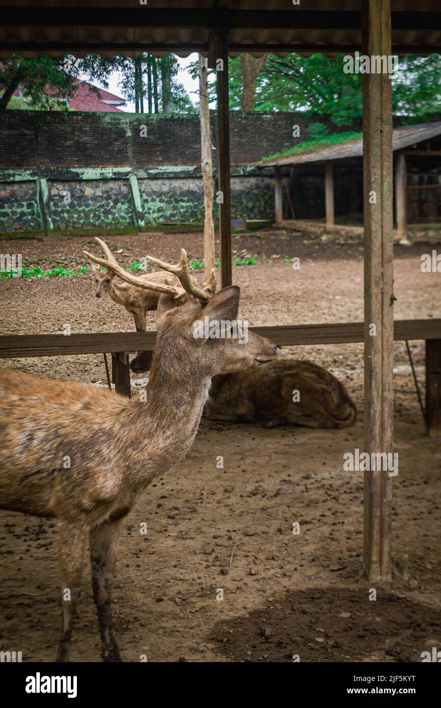 a herd of horned deer in an open enclosure at a zoo Stock Photo - Alamy