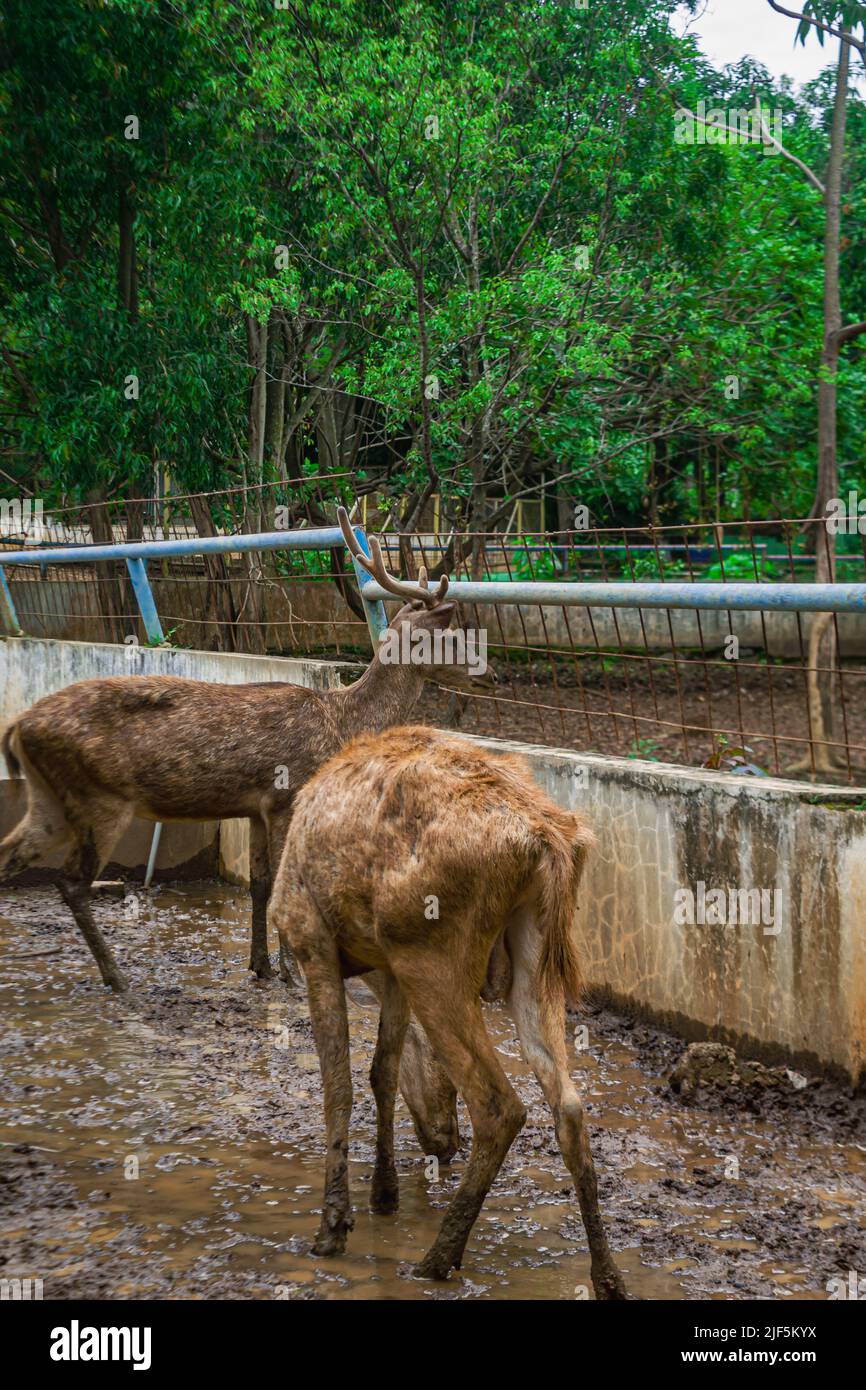 a herd of horned deer in an open enclosure at a zoo Stock Photo - Alamy