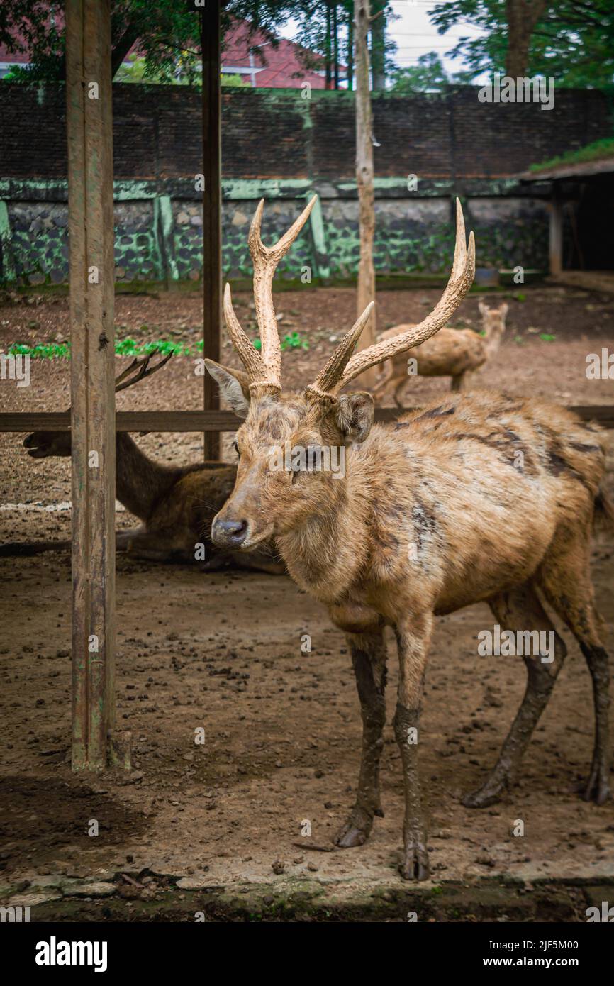 a herd of horned deer in an open enclosure at a zoo Stock Photo - Alamy