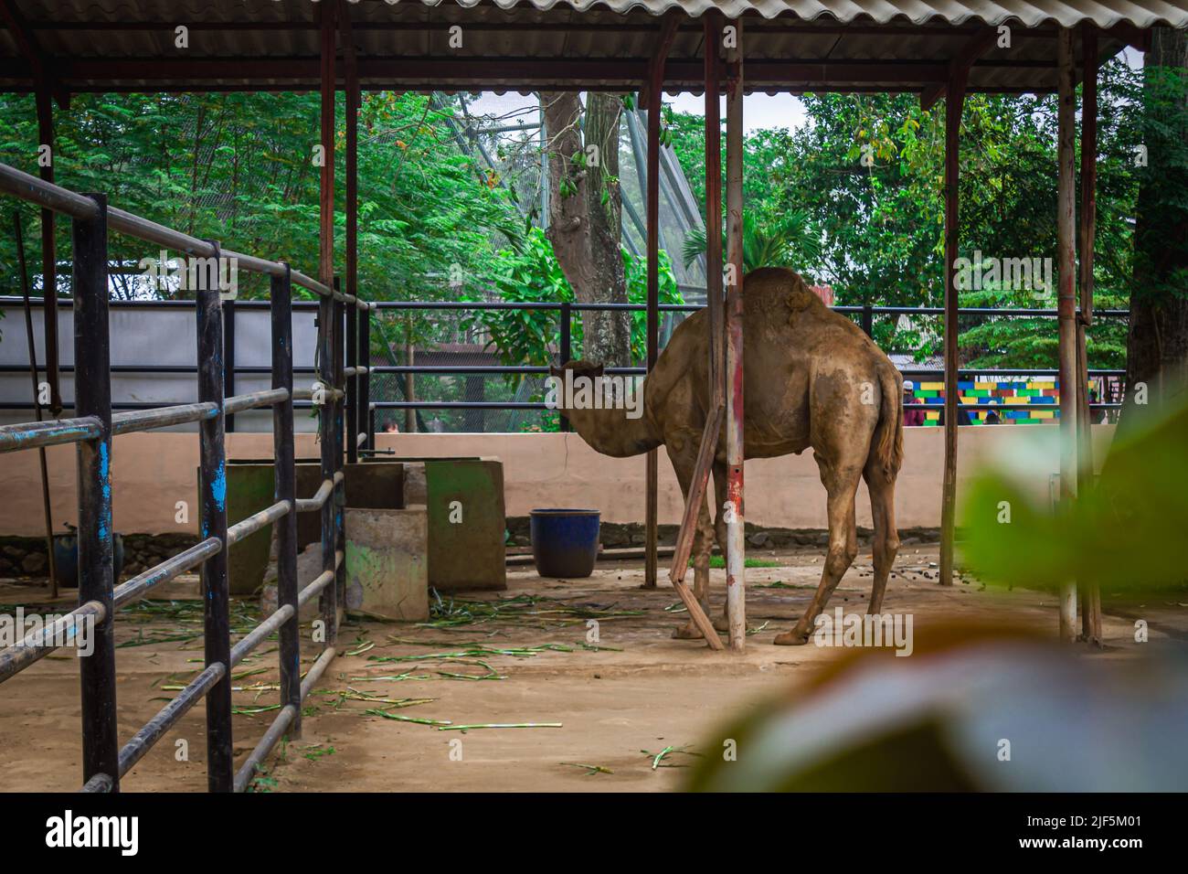 a camel eating in a cage in a zoo Stock Photo - Alamy