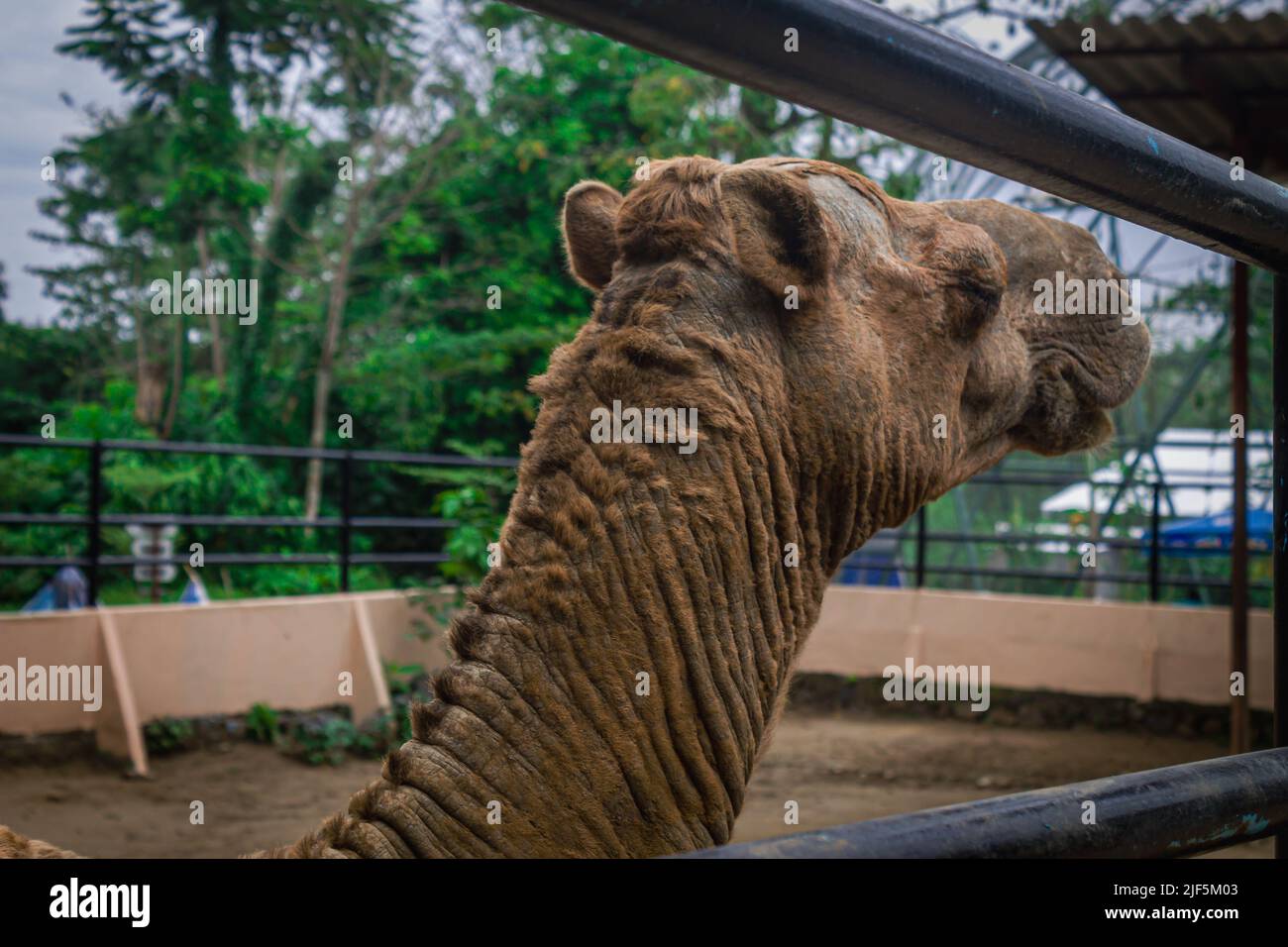 Camel eating cute hi-res stock photography and images - Alamy