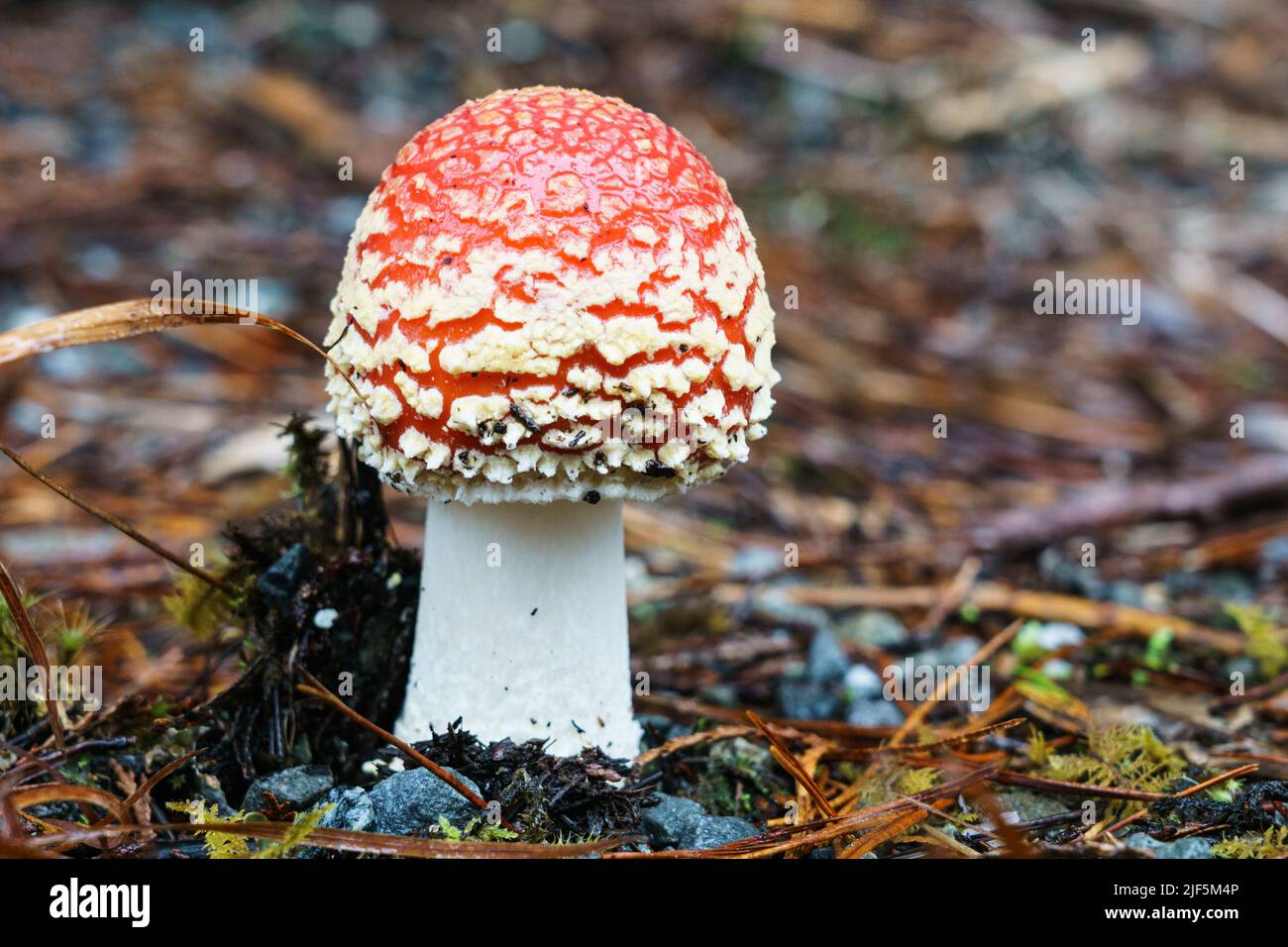 Red capped toadstool with white speckles Stock Photo - Alamy