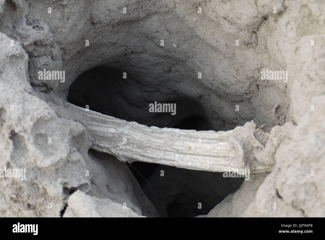 Inside view of termite mound Stock Photo - Alamy