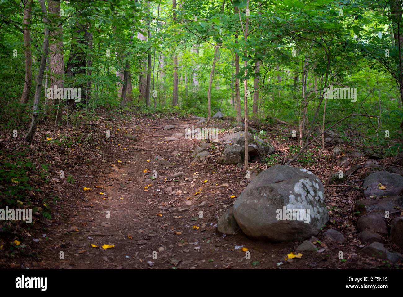 Pennsylvania forest road hi-res stock photography and images - Alamy