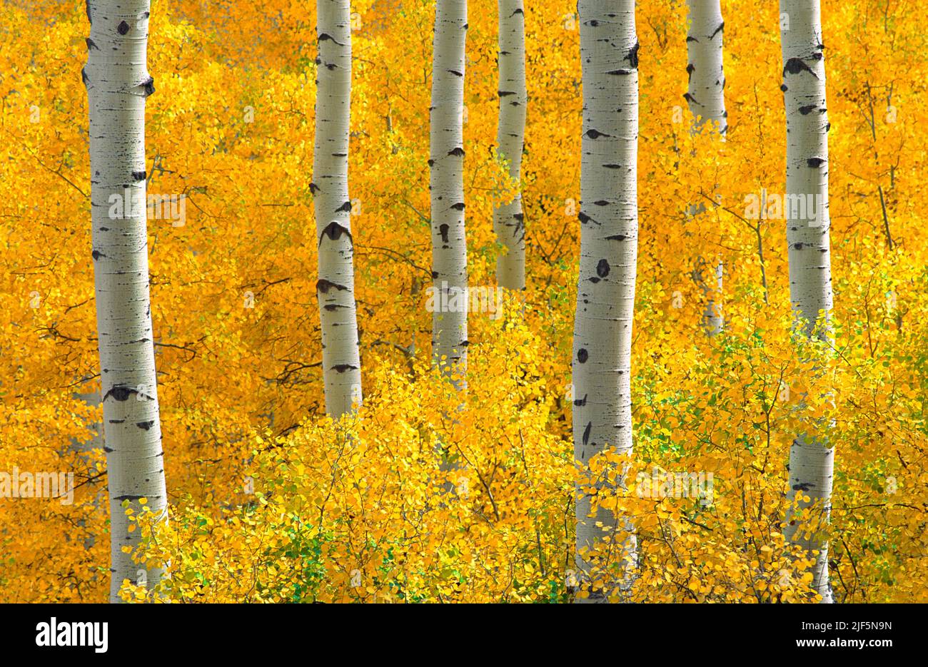 Aspen trees in the fall hi-res stock photography and images - Alamy
