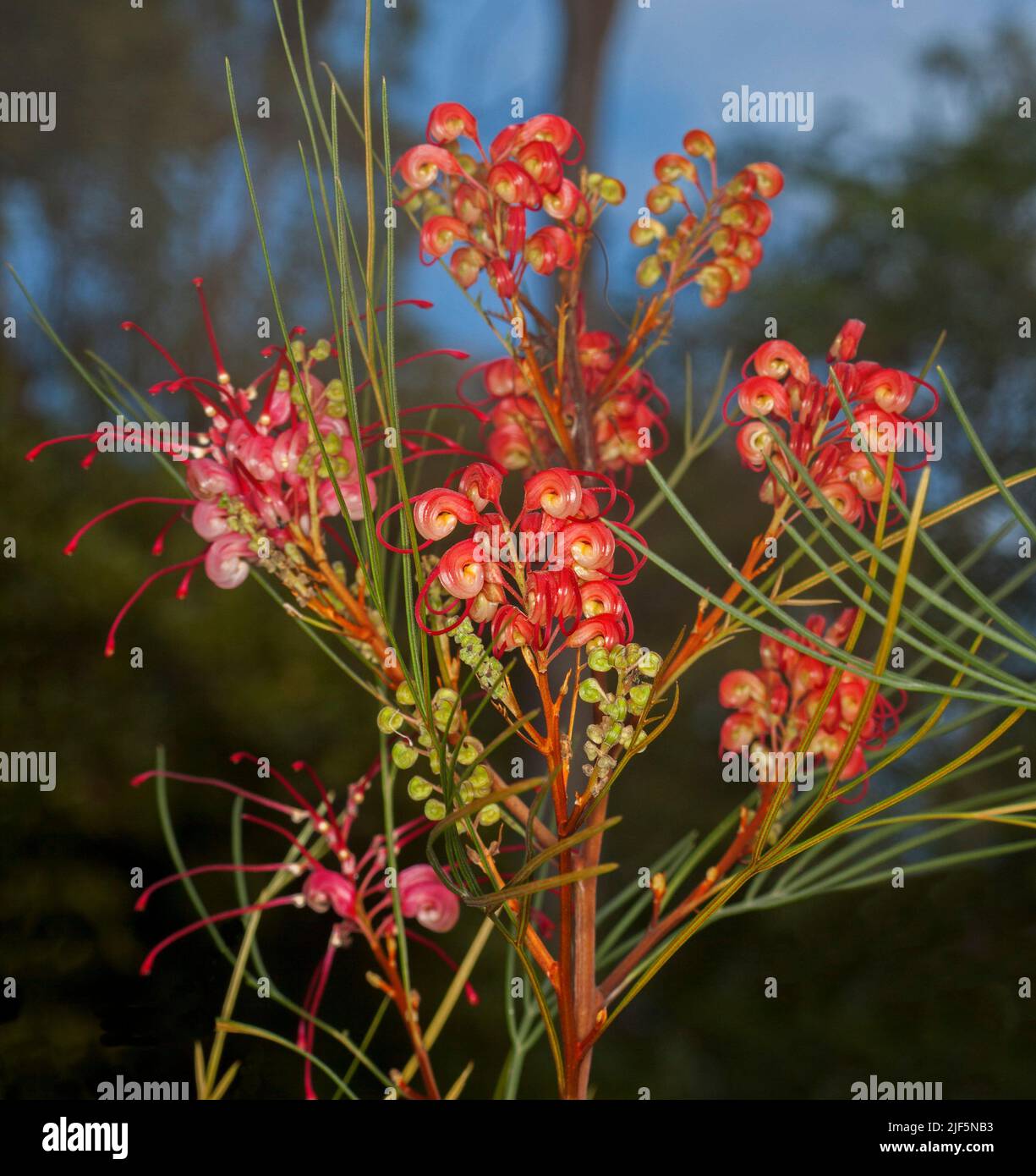 Vivid red flowers of Australian native shrub, Grevillea longistyla x ...